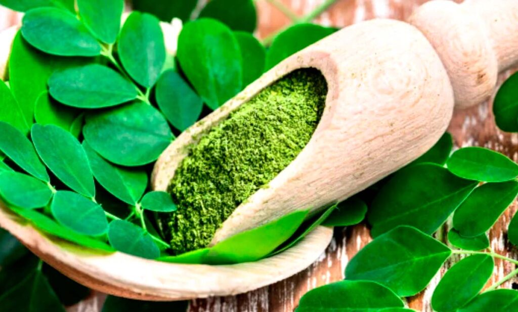 Conoce los beneficios de la hoja de moringa para la salud